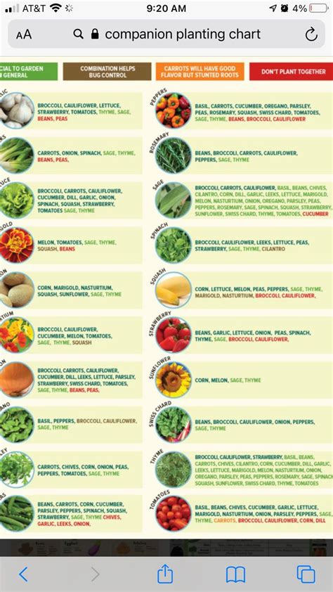 Pin By Guilherme Barbosa On Planting Guide Veg Garden Veggie Garden Garden Companion Planting
