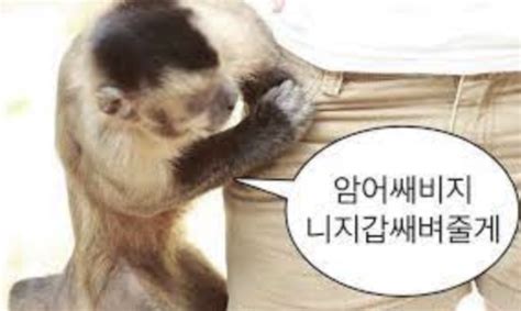 1스4코3파 275 Leetcode 198 House Robber