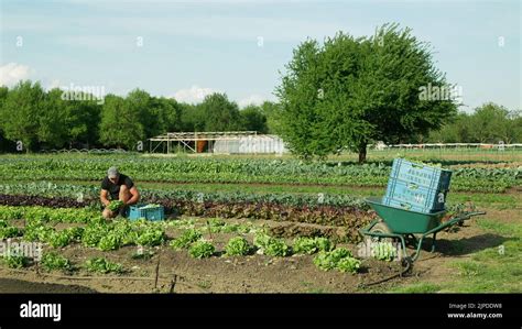 Lettuce Bio Green Oakleaf Lactuca Sativa Harvest Farmer Man Worker Hand