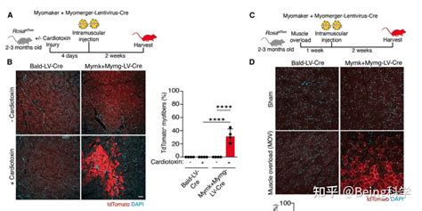 Cell：利用天然细胞融合蛋白，创造出新型基因治疗递送载体，可特异性靶向骨骼肌 知乎