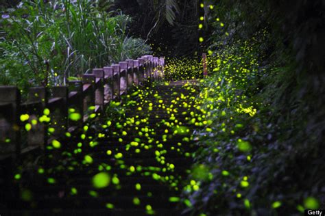 🔥 [40 ] Lightning Bug Wallpapers Wallpapersafari