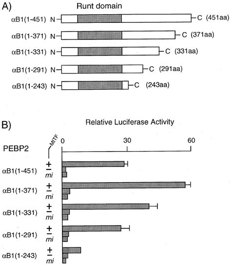 A Various C Terminally Truncated Pebp2ab1 Mutants B Synergy With