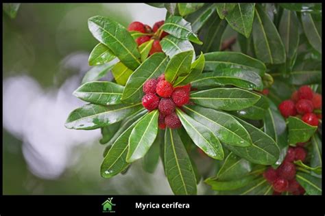 Arbre à Suif Myrica Cerifera Entretien Maladie Photo Description