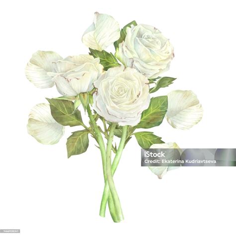 흰 장미 꽃다발 수채화 그림입니다 흰색 배경에 격리되어 있습니다 스티커 인사말 카드 문구 화장품 청첩장 화장품 포장 향수 양초 디자인 개화기에 대한 스톡 벡터 아트 및 기타