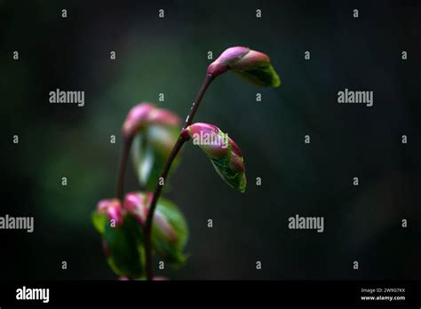 A Close Up Of A Green Tree Branch Extending Outward From A Tree Trunk With New Buds Beginning