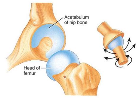 Ball And Socket Joint Diagram