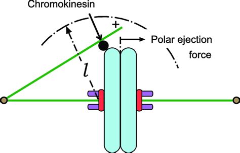 Polar Ejection Forces In The Spatially Coherent Approximation All