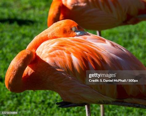 S Flamingo Photos And Premium High Res Pictures Getty Images