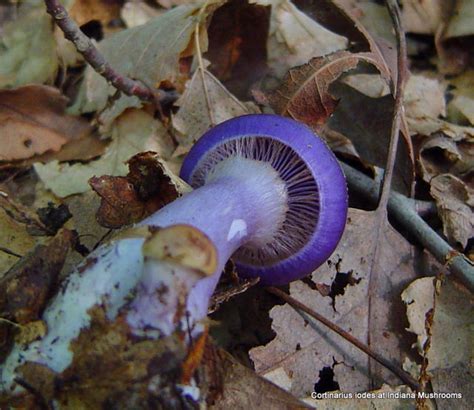 Cortinarius Iodes Heliotrope Webcap Mushroom Cortinarius Heliotropicus