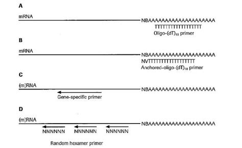 Reverse Transcription Technology