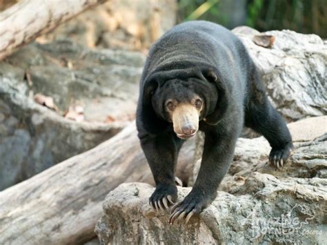 Endangered Animals In Borneo You Need To See Before Its Too Late