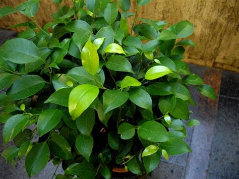 How To Take Care Of A Ficus Benjamina Farmingabout