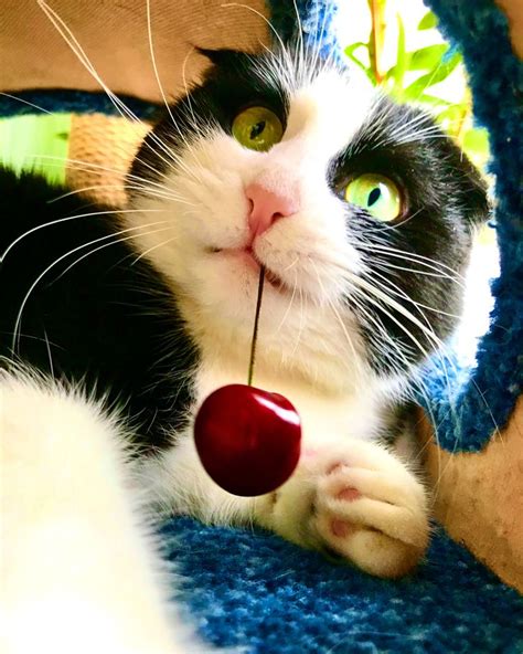 Doris 💕 | Котята, Кошки