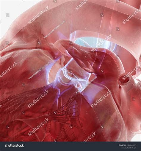 Human Heart Aortic Valve Digital 3d Stock Illustration 2458946535 Shutterstock