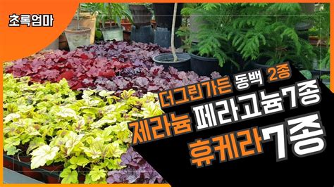 더 그린 가든 센터 🌳제라늄 페라고늄7종 🌸휴케라 7종 🌸동백 2종🌸쑥부쟁이 🌸아스타 🌸야생 시클라멘 🌸무늬돈나무 🌸히비스커스 트리세우스 트라이칼라 🌸산반무늬 병꽃풀 🌳