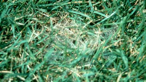 Pythium Blight Turf Disease Syngenta Turf And Landscape