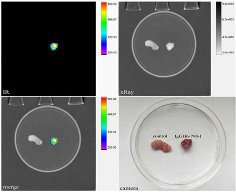 Iggh6 790 I Tumor Binding Capacity In Vivo Ospc Ark 1 Derived