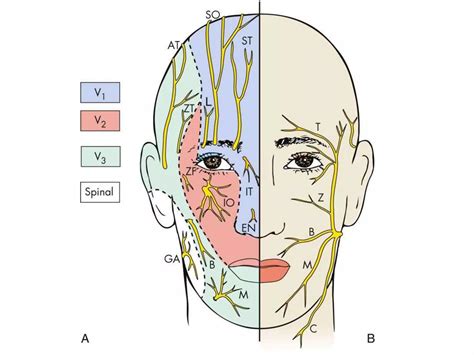 Innervation Of Teeth Pptx
