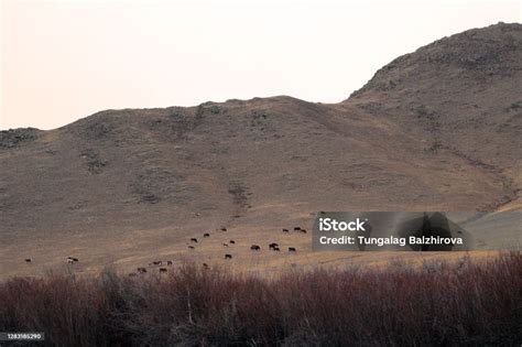 흐린 날씨에 산의 전망 언덕에 방목소 무리 낙농 가축 하이퍼 황소 먹는 가을 잔디 0명에 대한 스톡 사진 및 기타 이미지 0명 가을 가축떼 Istock