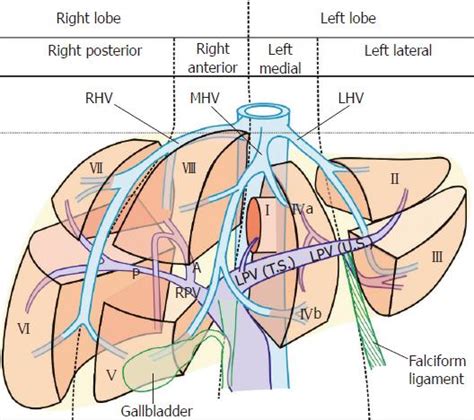 Liver Anatomy Segments