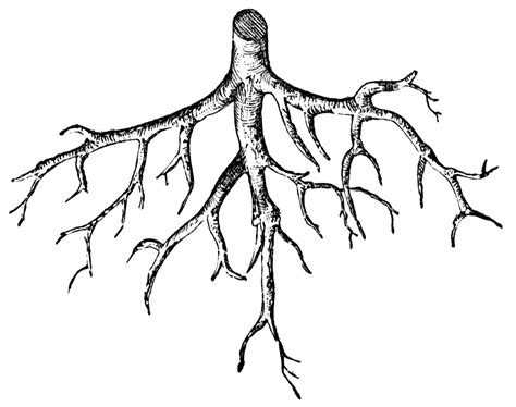 Transparent Background Tree With Roots Png Clip Art Library