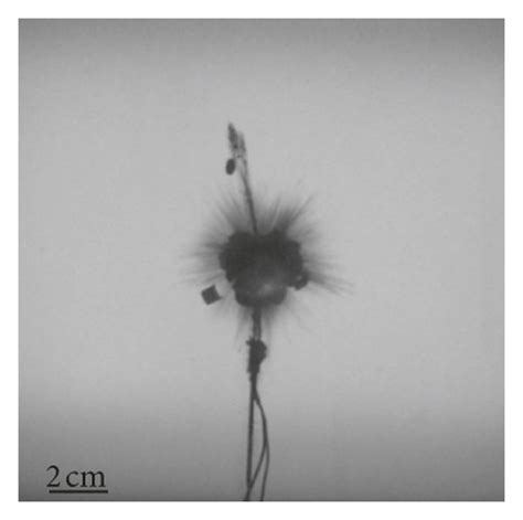Evolution Of The First Cycle Of The Underwater Explosion Bubbles Download Scientific Diagram