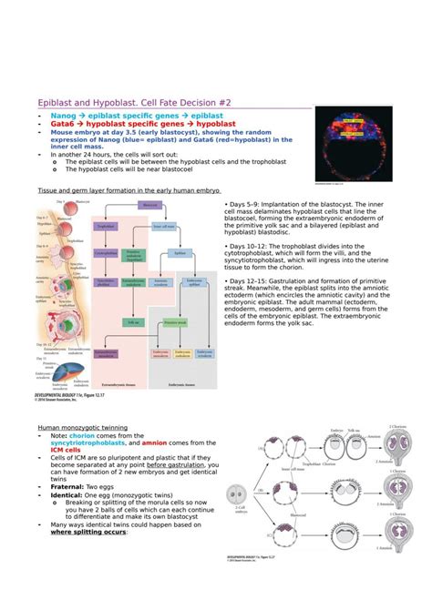 Human Developmental Biology Notes Humb3002 Human Developmental