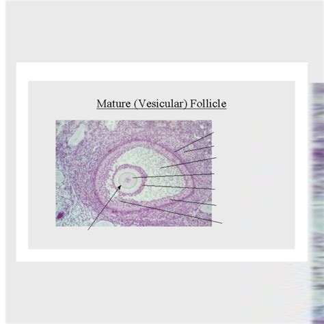 Anatomy Lab 2 Female Reproductive Diagram Quizlet