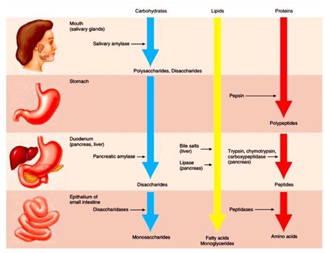 National Nurses Nutrition Group Nnng On Linkedin Digestion Absorption