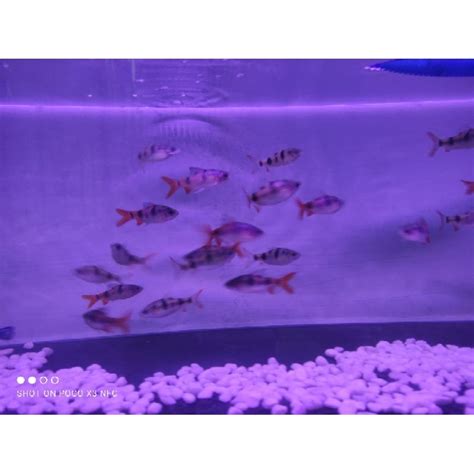 Jual Ikan Arulius Barb Ukuran 5 6 Cm Shopee Indonesia