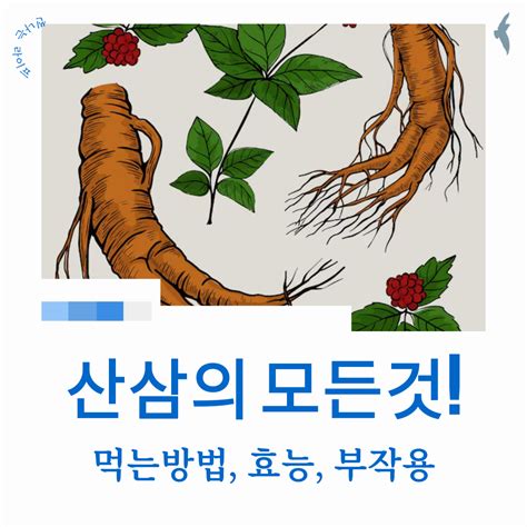산삼 효능과 먹는 방법 부작용까지 싹 정리