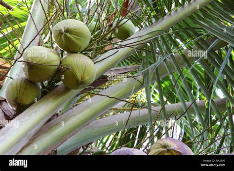 Coconuts On The Palm Tree In Nature Stock Photo Alamy