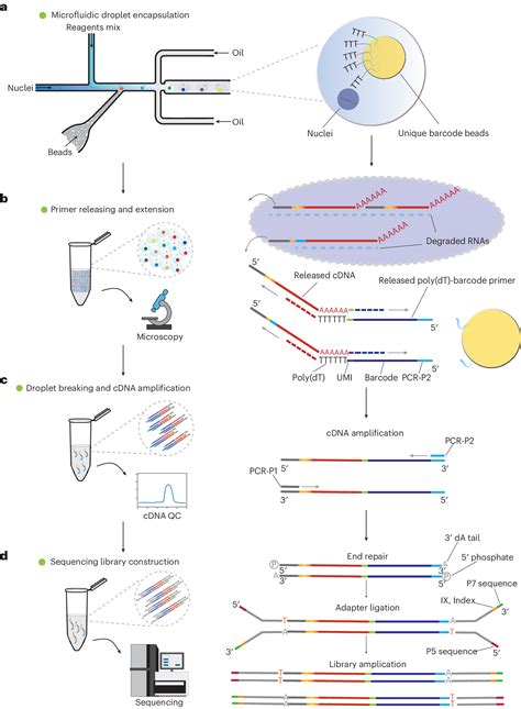 Single Nucleus Total Rna Sequencing Of Formalin Fixed Paraffin Embedded Samples Using Snrandom