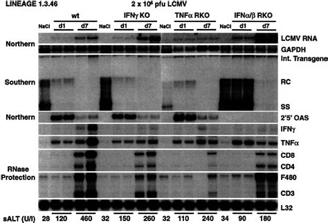 Ifn Dependent Inhibition Of Hbv And Lcmv Replication Age Sex And