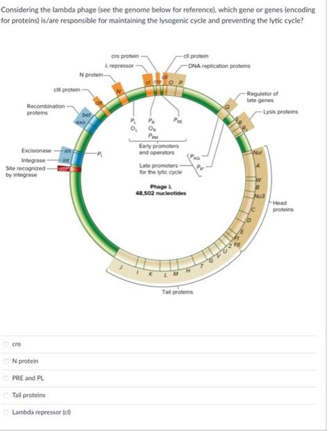 Solved What Is The Approximate Length Of The DNA Fragment In Chegg Com