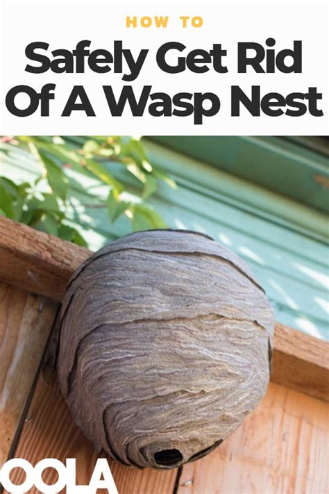 How To Remove Wasp Nest A Comprehensive Guide