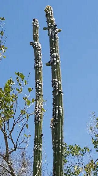 The Key Largo Tree Cactus Was Wiped Out In South Florida