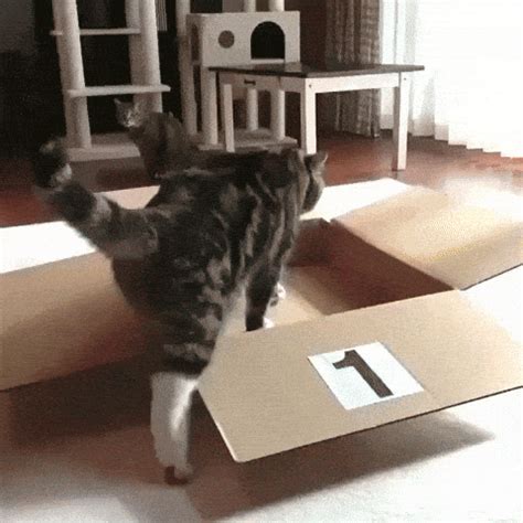 Cat Jumping S