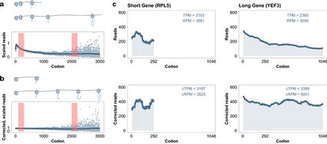 Corrections Applied To Ribo Seq Data A Ribosome Protected Read Counts