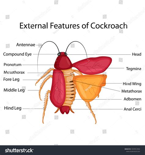 「education Chart Biology External Features Cockroach」のベクター画像素材（ロイヤリティフリー） 1057812932 Shutterstock