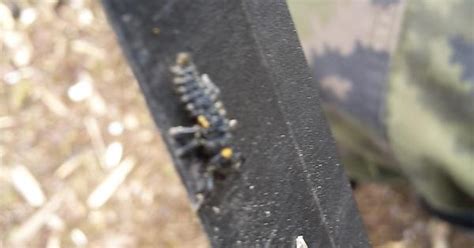 Can Anyone Identify This Bug For Me Please Found In Western Finland