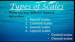 Fish Scales By Tusshar Gargpptx Placoid Cosmoid Ganoid Cycloid Ctenoid