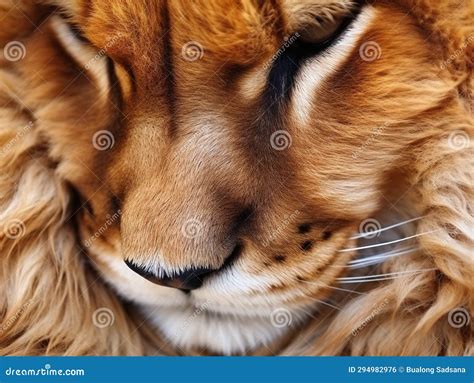 Cougar Fur Pelt Stock Illustration Illustration Of Catamount 294982976