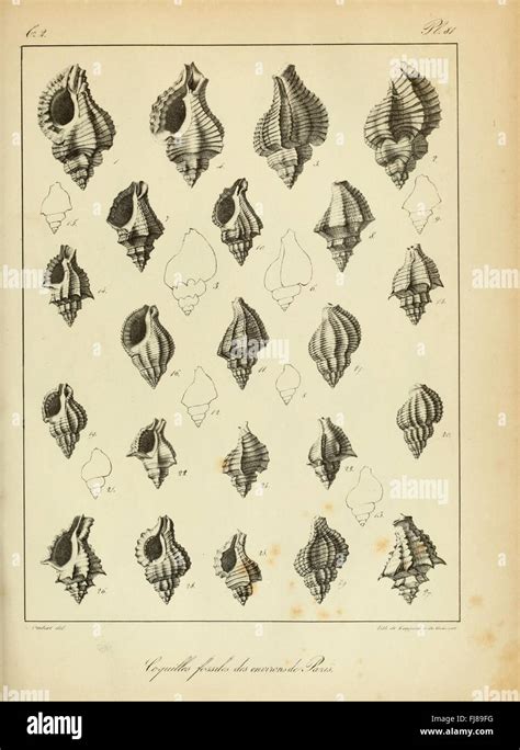 Description Des Coquilles Fossiles Des Environs De Paris Bivalves Fossil France Harvard