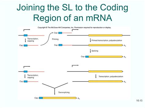 Molecular Biology Fourth Edition Ppt Video Online Download Molecular Biology Fourth Edition Ppt Video Online Download