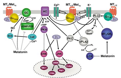 Figure 1 From G Protein Linked Effector And Second Messenger Systems