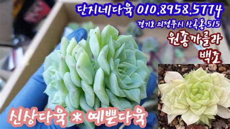 신상다육이들 소개해요 수입다육이 백조 원종까를라 입고 단지네다육 01089585774 Youtube