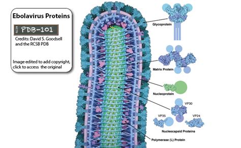 Orthoebolavirus ~ Viralzone