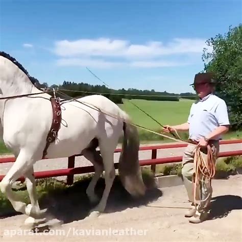 بند و زین چرمی اسب