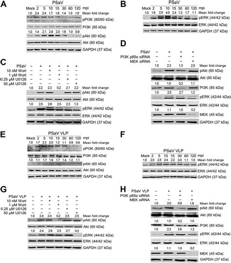 Activation Of Pi3k Akt And Mek Erk Signaling Pathways By Direct